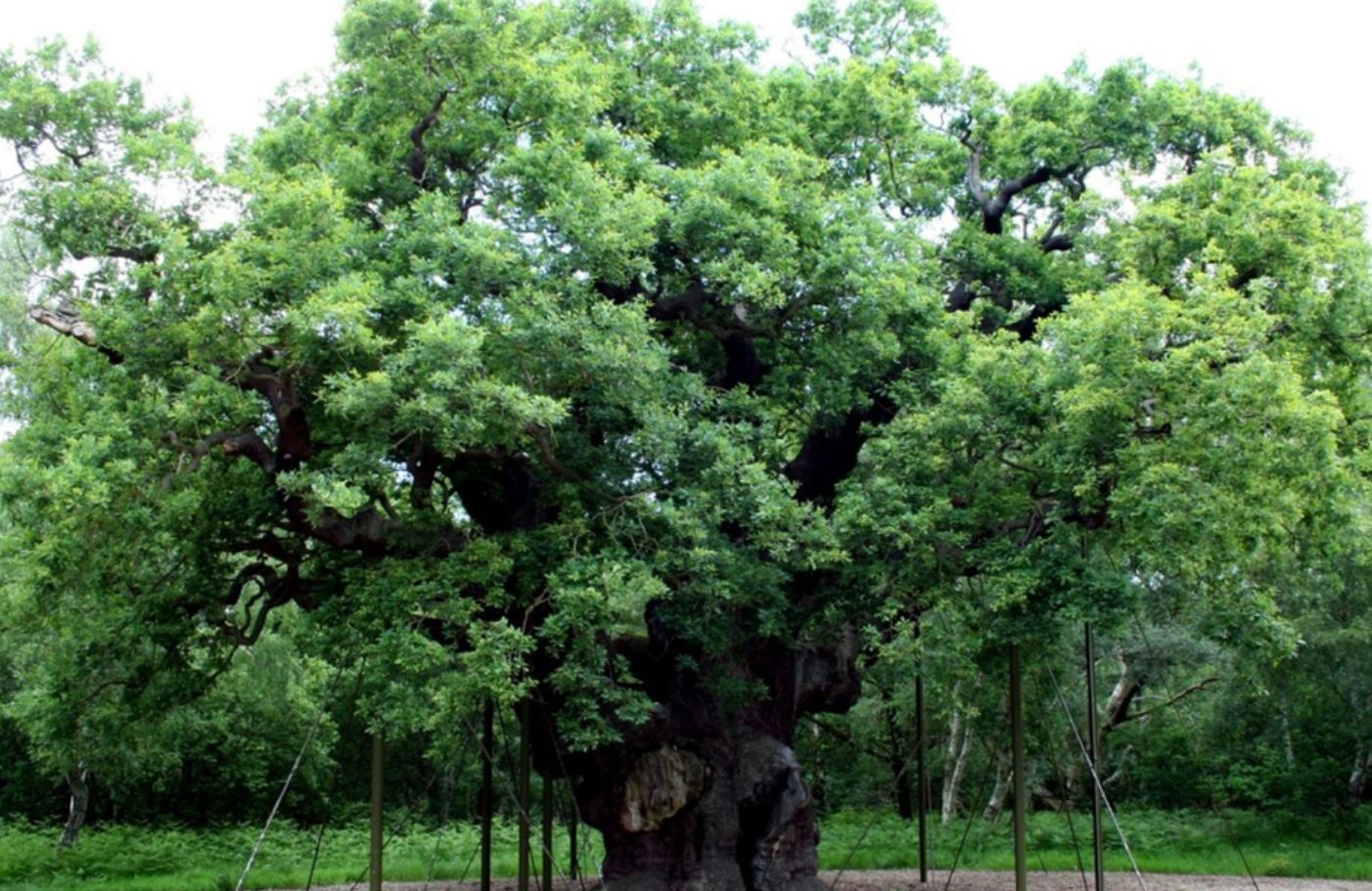 Legendární Major Oak Robina Hooda umírá po více než 1 000 letech ...